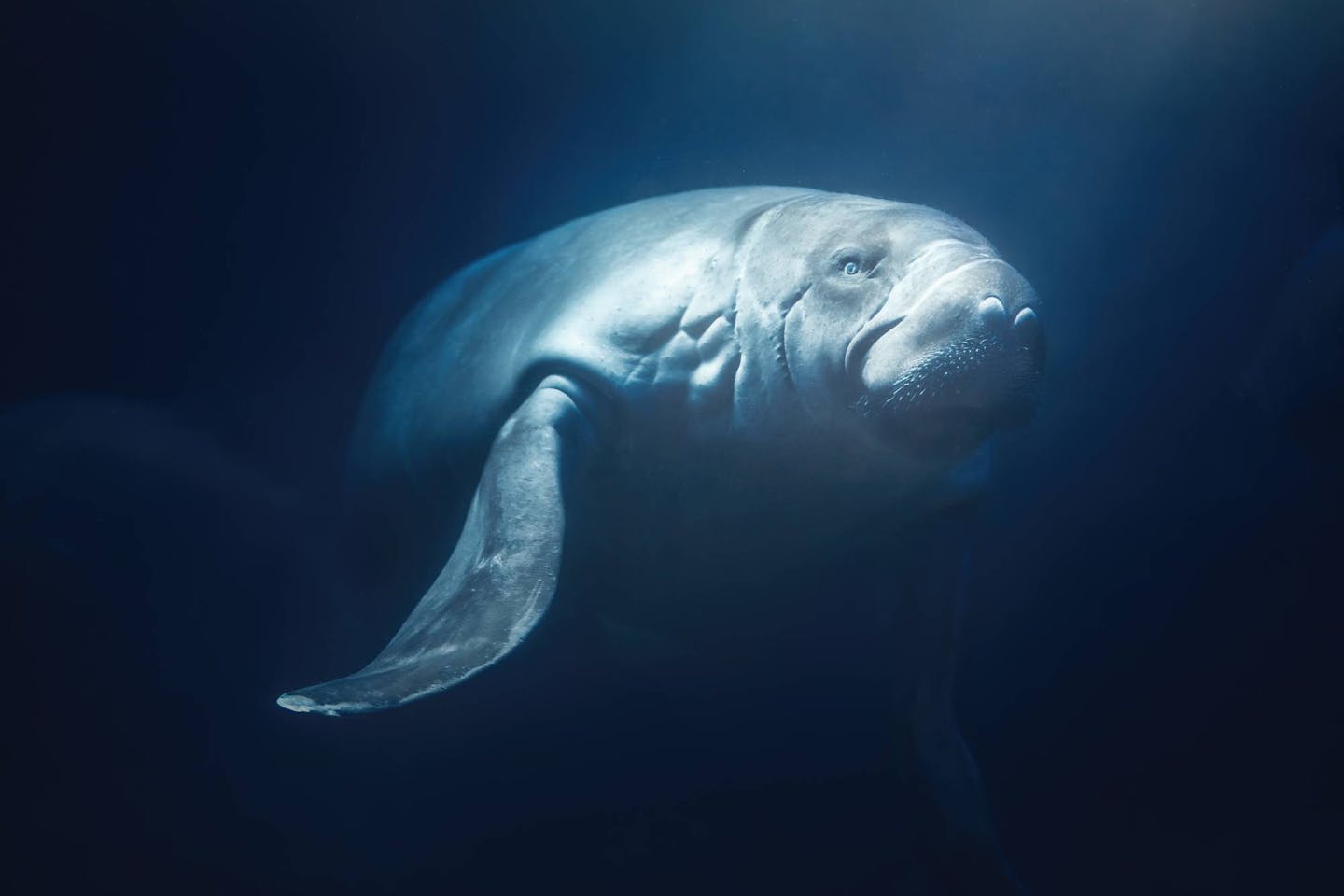 The ecological significance of the Amazonian manatee | One Earth
